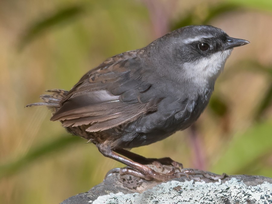 Zimmer's Tapaculo - eBird