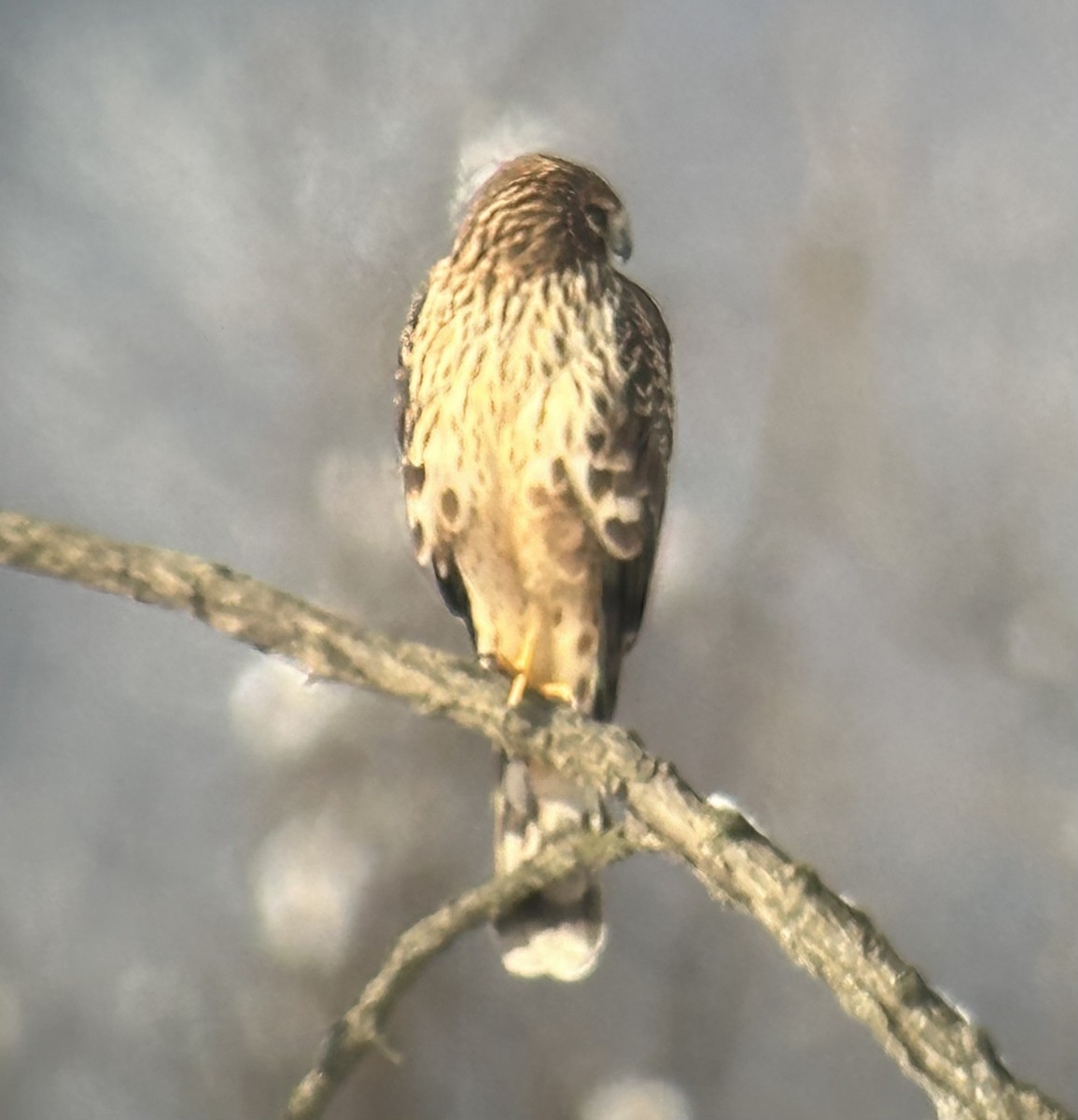 eBird Checklist - 8 Jan 2024 - Walker Road, Ferrisburgh, VT - 5 species