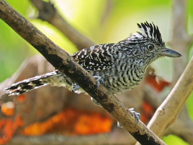 Photos - Barred Antshrike - Thamnophilus doliatus - Birds of the World