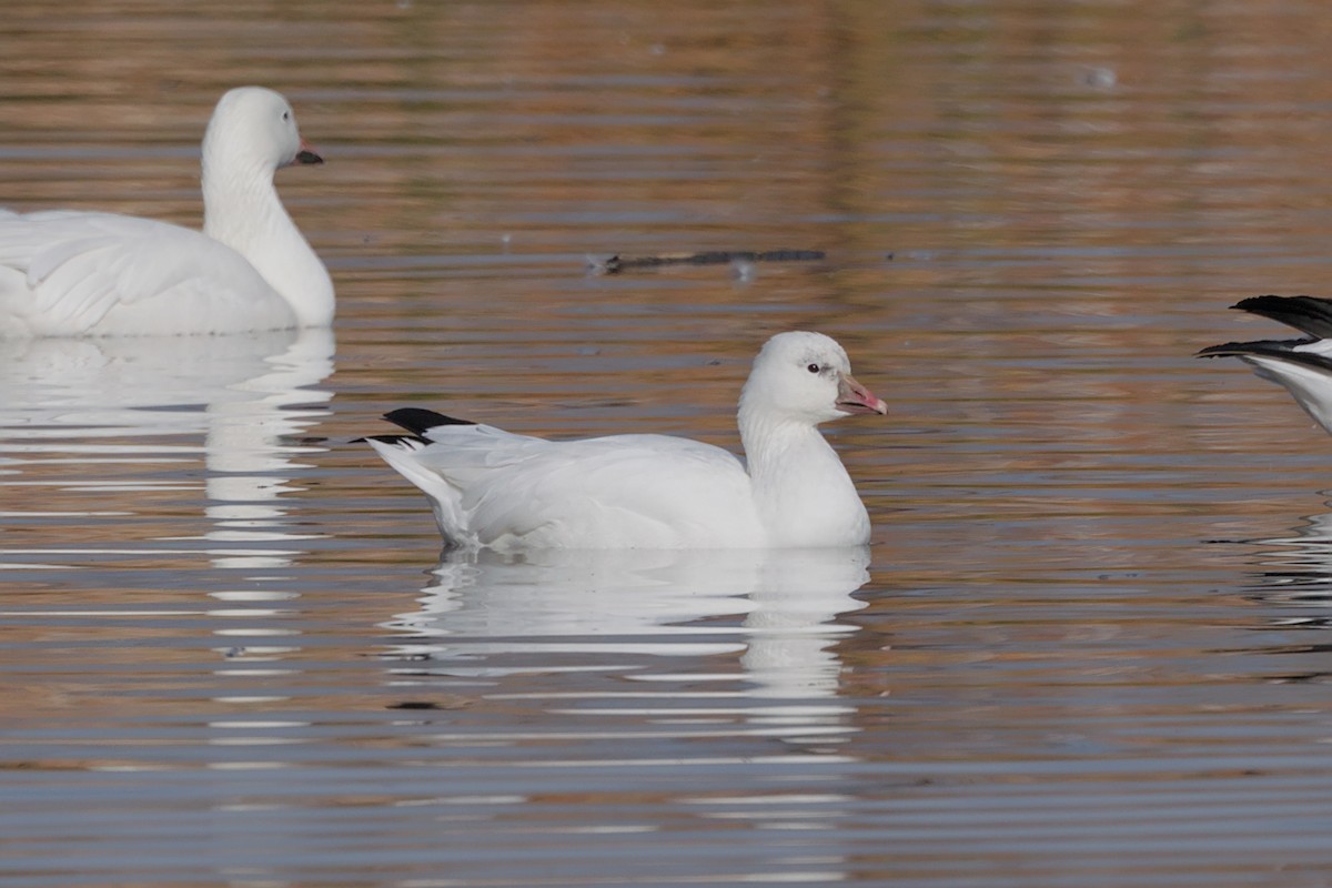 eBird Checklist - 6 Jan 2024 - Henderson Bird Viewing Preserve - 52 species