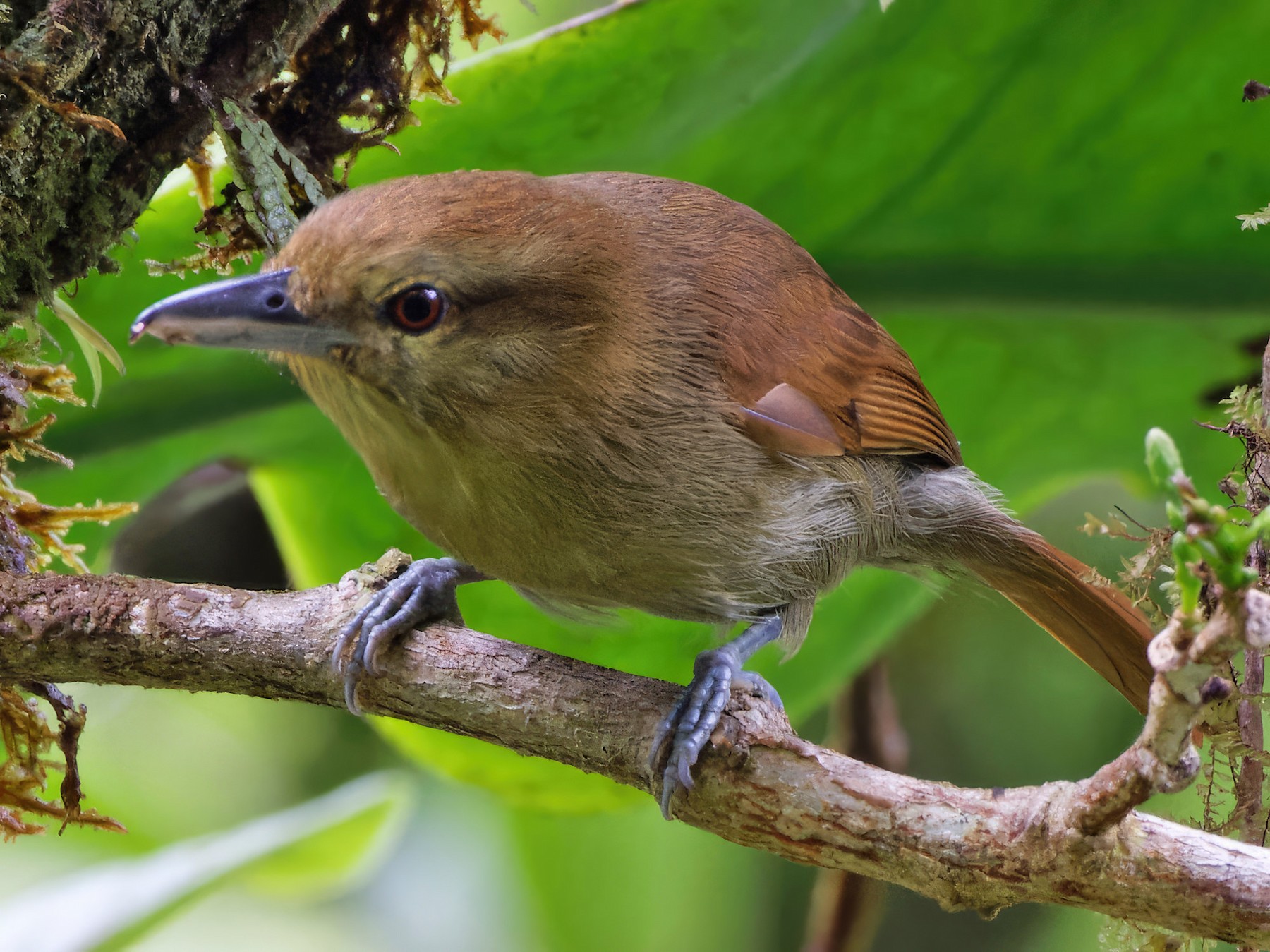 Russet Antshrike - eBird