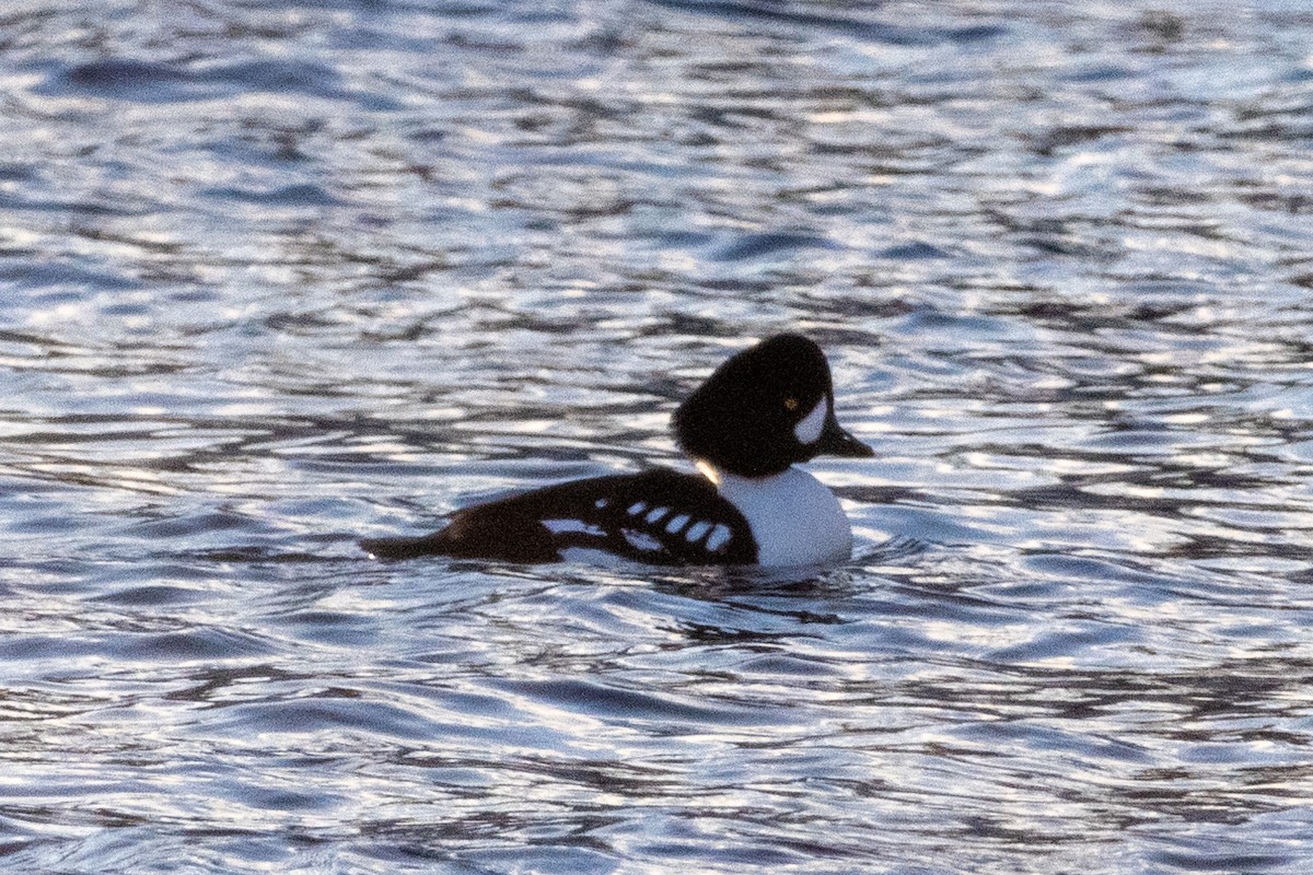 eBird Checklist - 8 Jan 2024 - Merrimack River--Stark Landing Boat ...