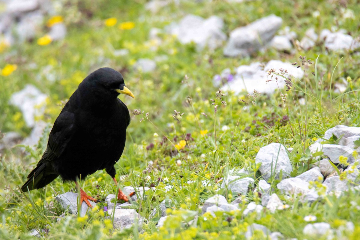 eBird Checklist - 2 Jul 2023 - Seegrube, Austria - 5 species