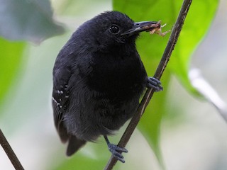 Slaty Antwren - eBird