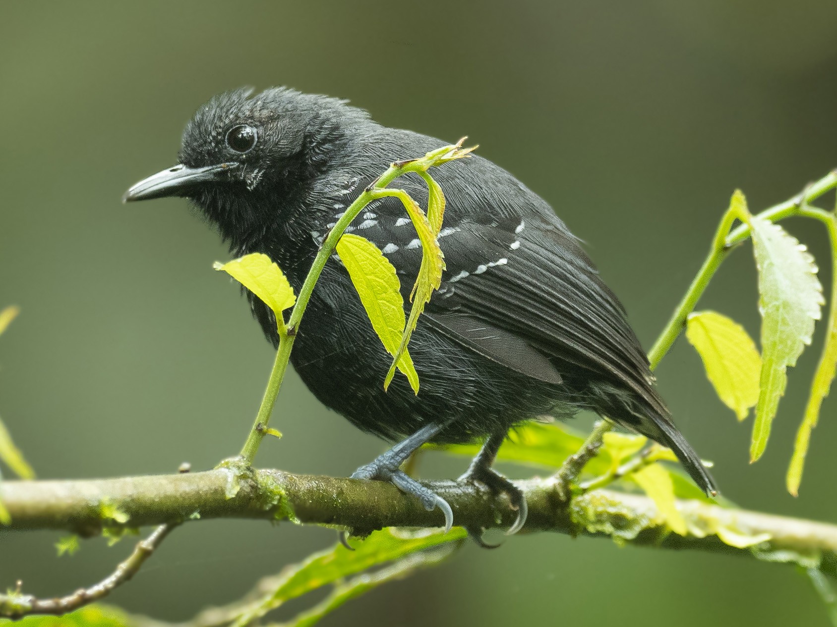 Slaty Antwren - eBird