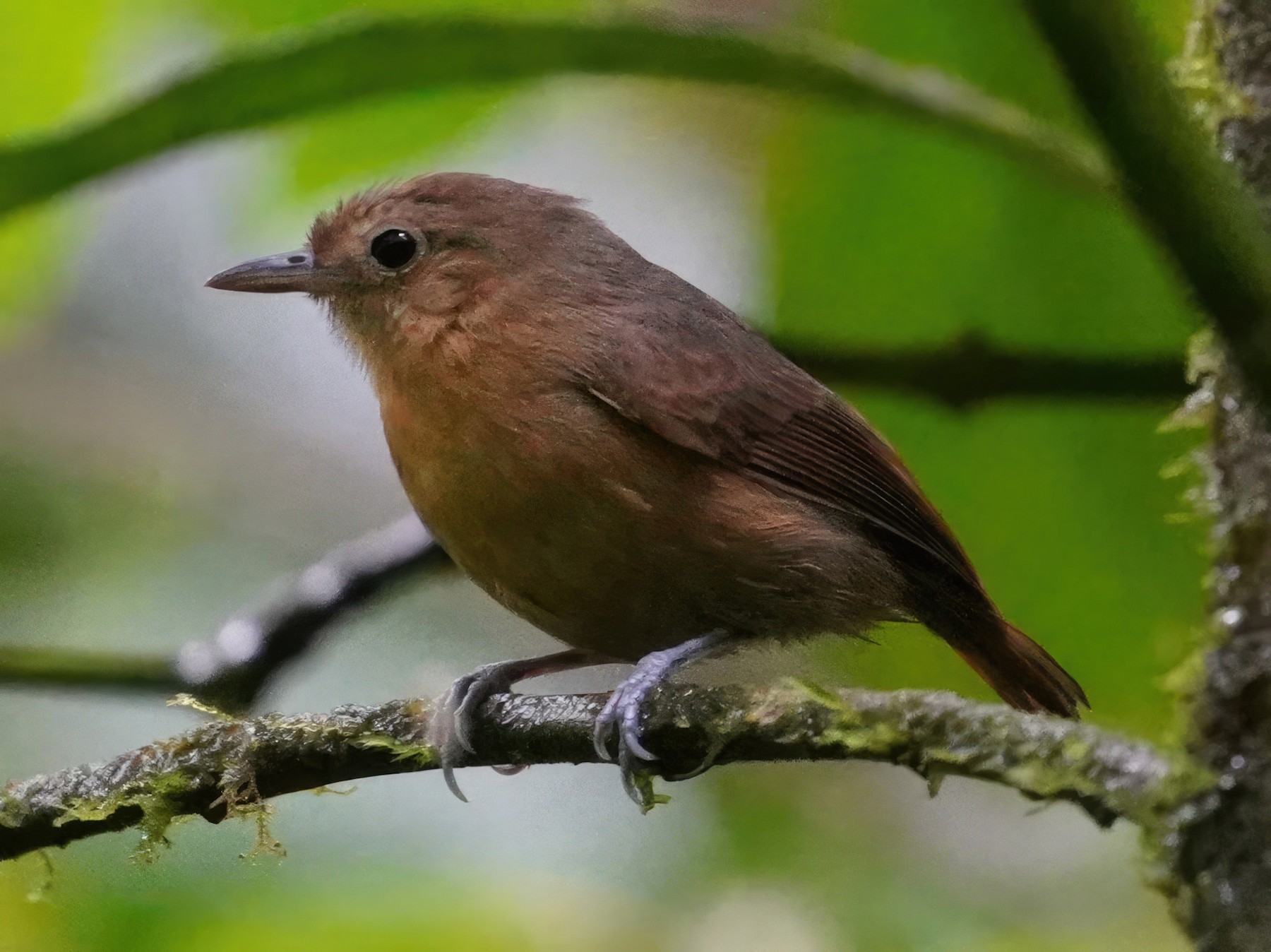 Slaty Antwren - eBird