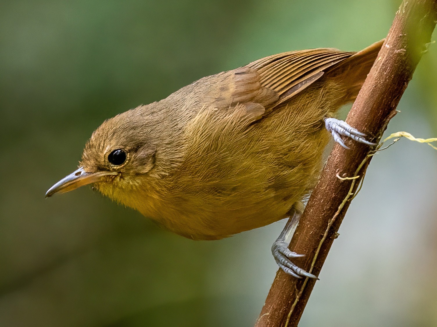 Slaty Antwren - eBird