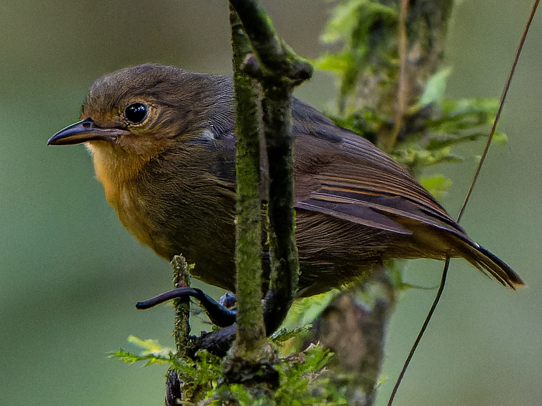 Slaty Antwren - eBird