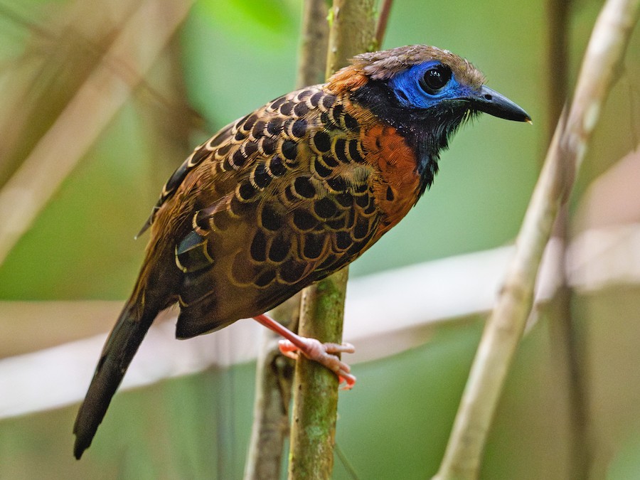 Ocellated Antbird - eBird