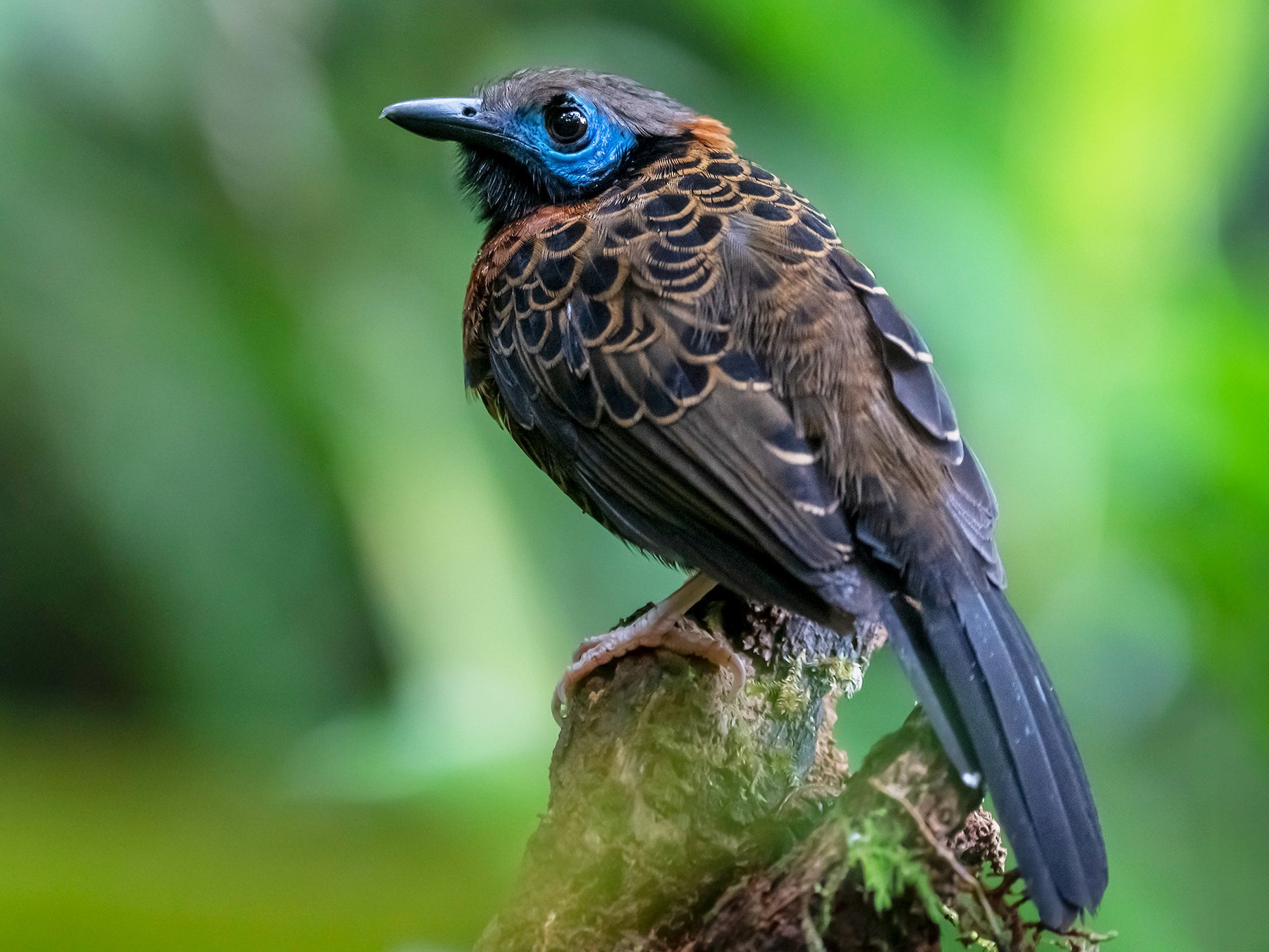 Ocellated Antbird - eBird