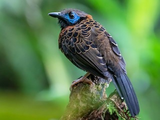 Ocellated Antbird - eBird