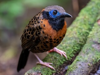 Ocellated Antbird - eBird