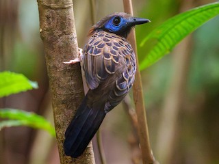 Ocellated Antbird - eBird