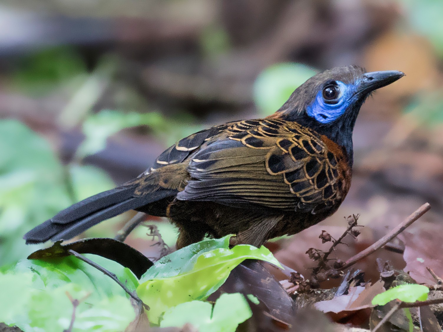 Ocellated Antbird - eBird