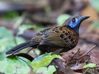 Ocellated Antbird - eBird