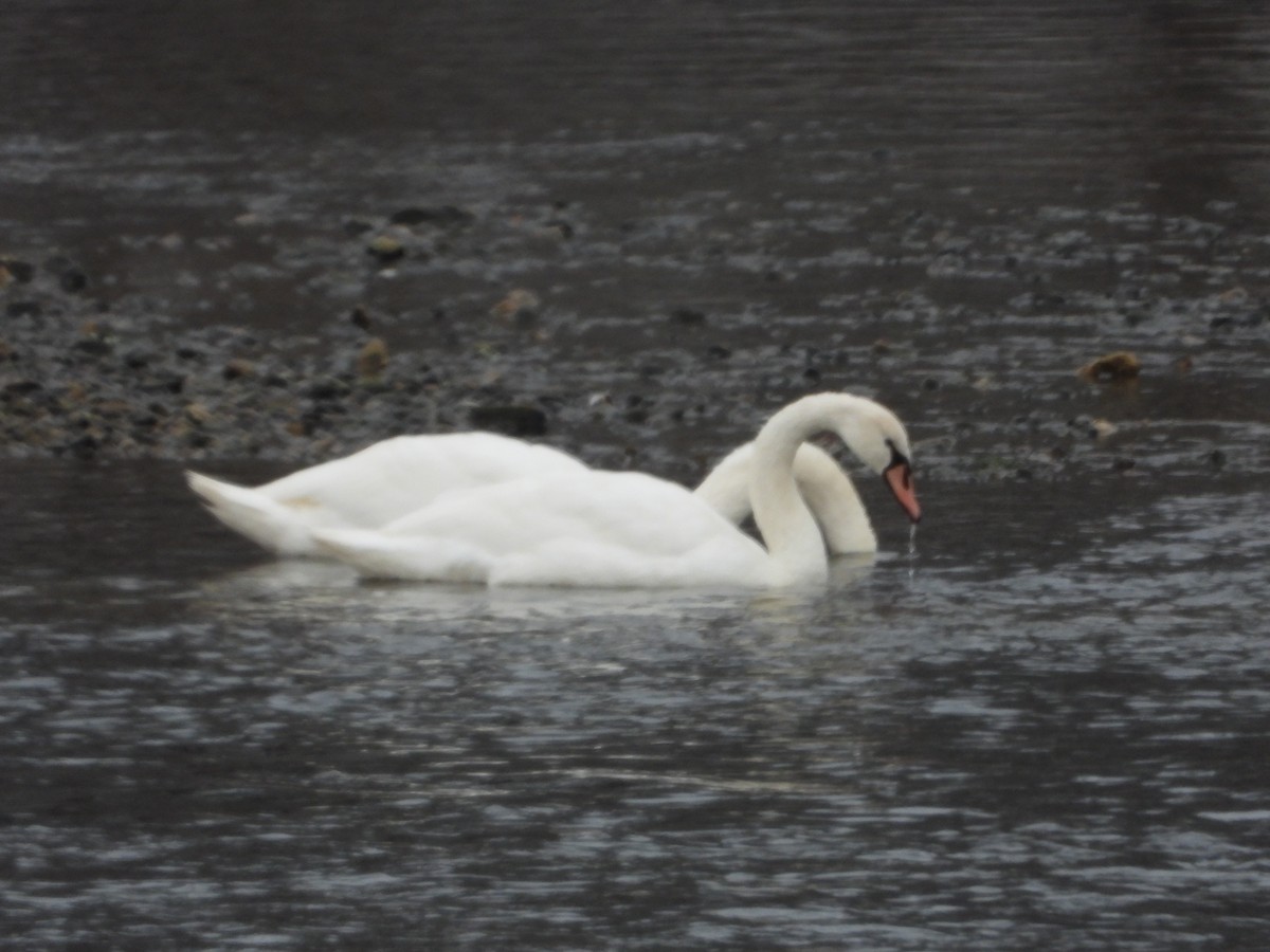 eBird Checklist - 8 Jan 2024 - Saw Wee Kee Park - 8 species