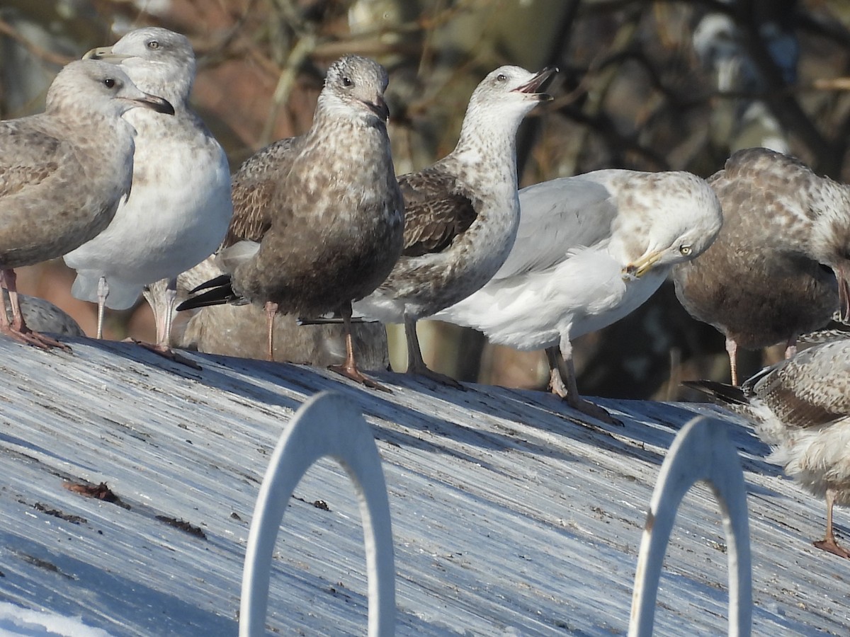 eBird Checklist - 8 Jan 2024 - Newburgh Waterfront Trail - 25 species