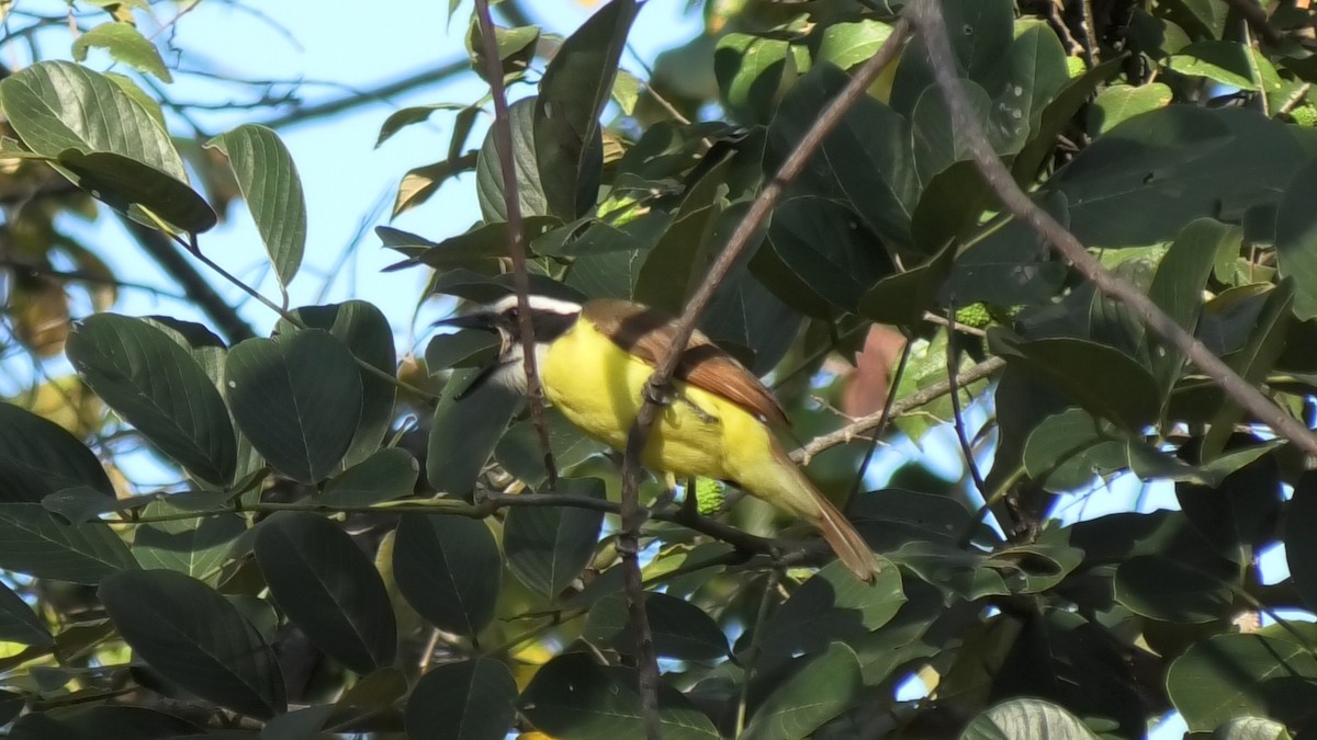 eBird Checklist - 26 Dec 2021 - Rui Guanacaste Route - 45 species