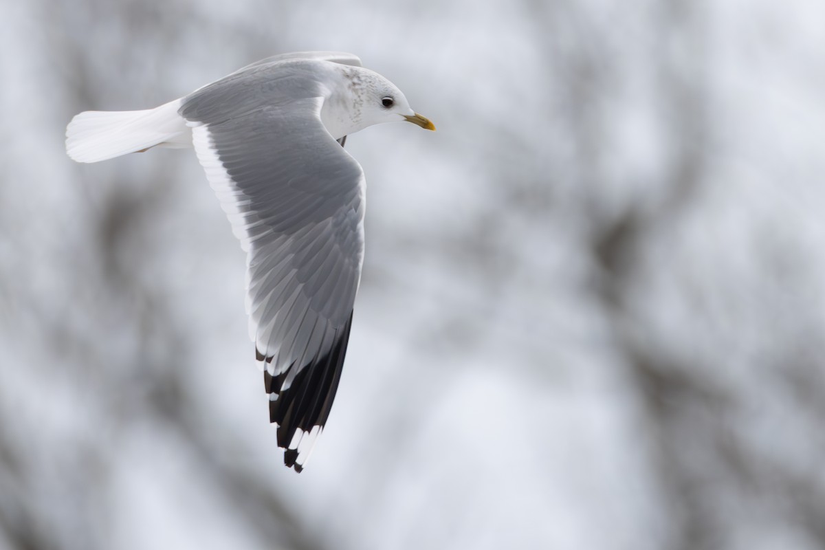 Common Gull - Larus canus - Media Search - Macaulay Library and eBird
