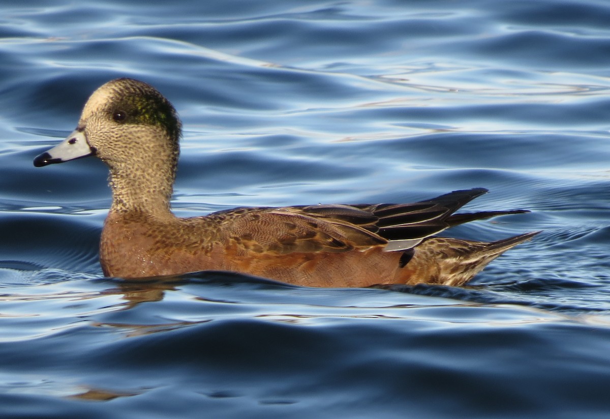 eBird Checklist - 8 Jan 2024 - Opechee Bay, Laconia - 16 species