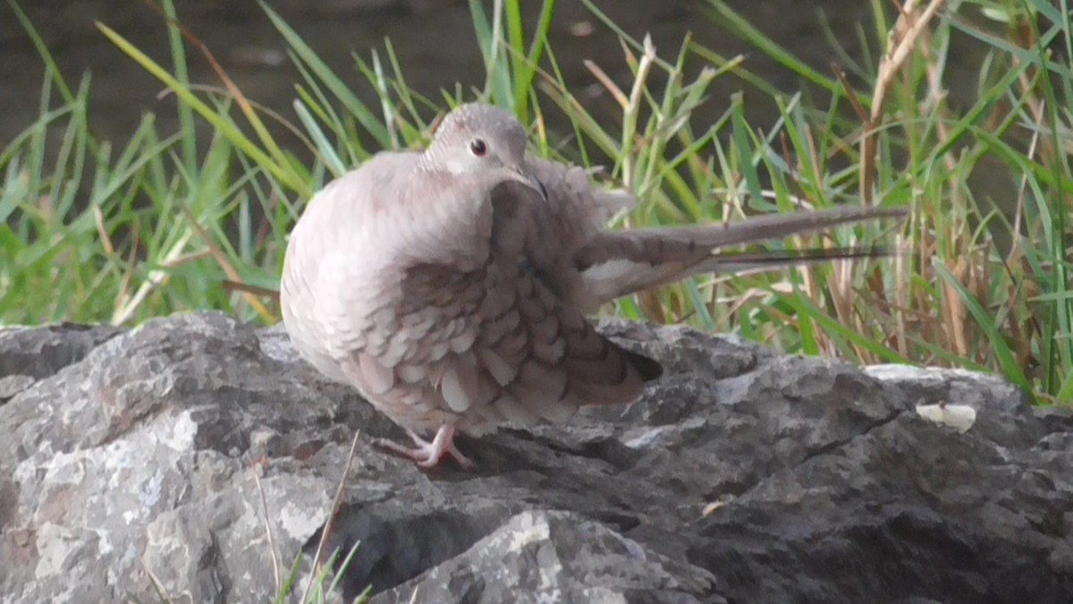 eBird Checklist - 27 Dec 2021 - Rui Guanacaste Route - 57 species (+1 ...