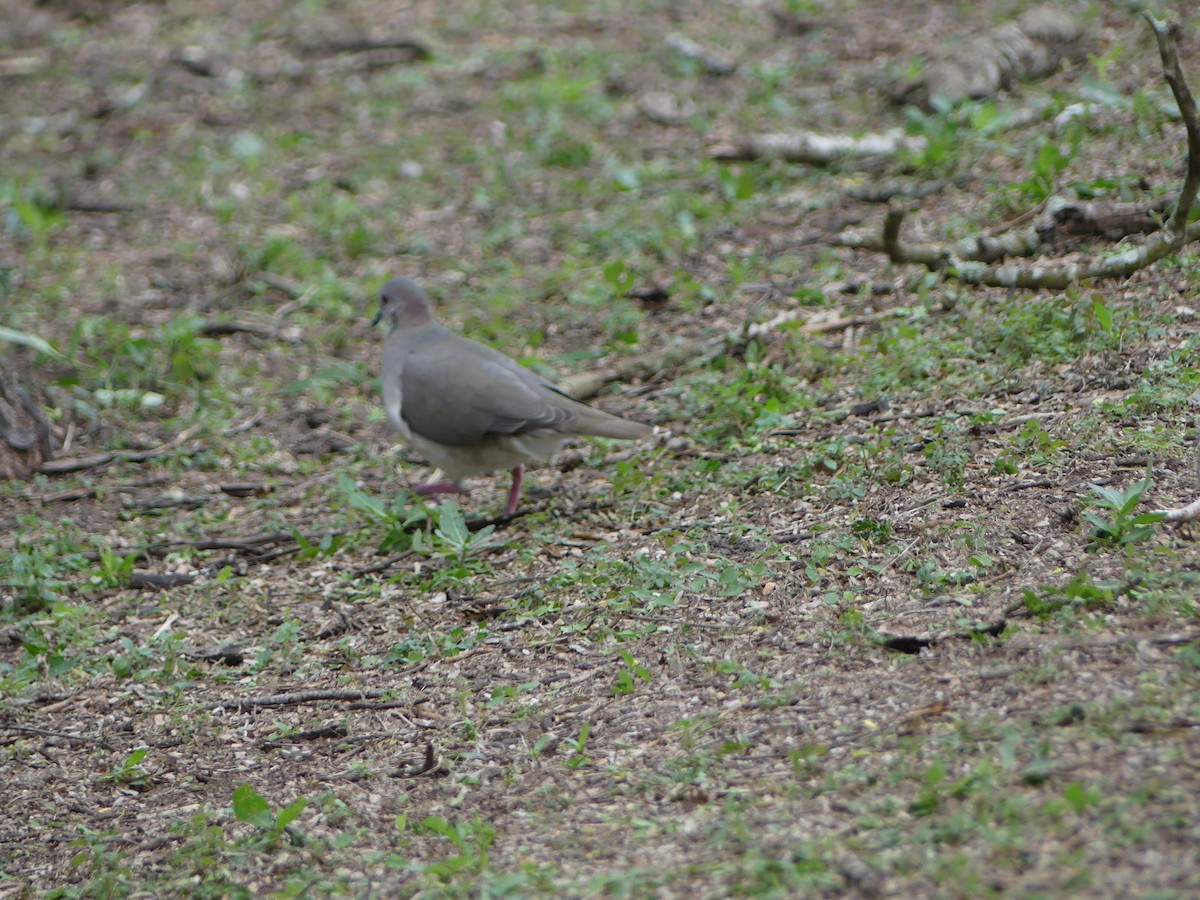 eBird Checklist - 8 Jan 2024 - Resaca de la Palma SP WBC (Brownsville ...