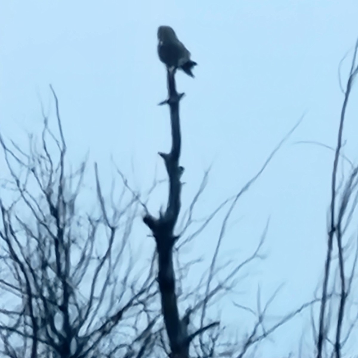 eBird Checklist - 8 Jan 2024 - Killdeer Plains Wildlife Area (Wyandot ...