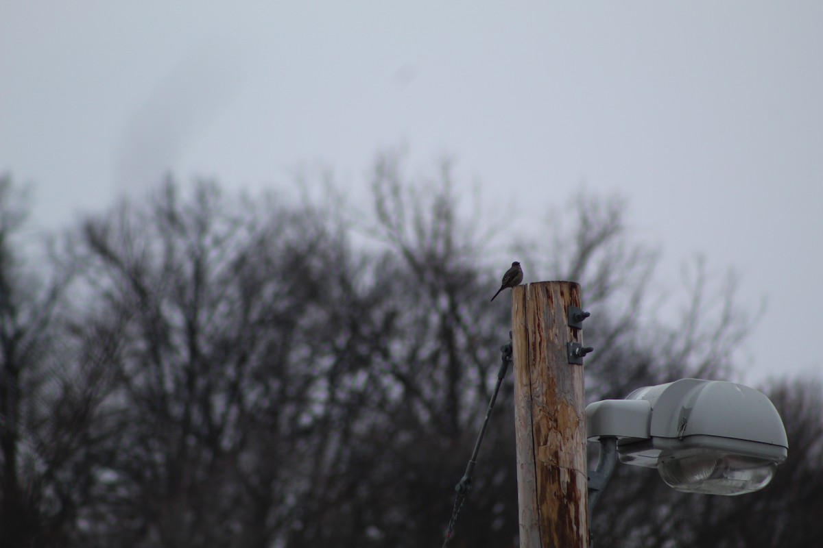 eBird Checklist - 7 Jan 2024 - Kaposia Landing - 4 species