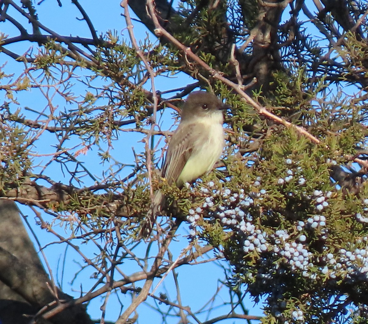 eBird Checklist - 8 Jan 2024 - Sandy Hook - 25 species