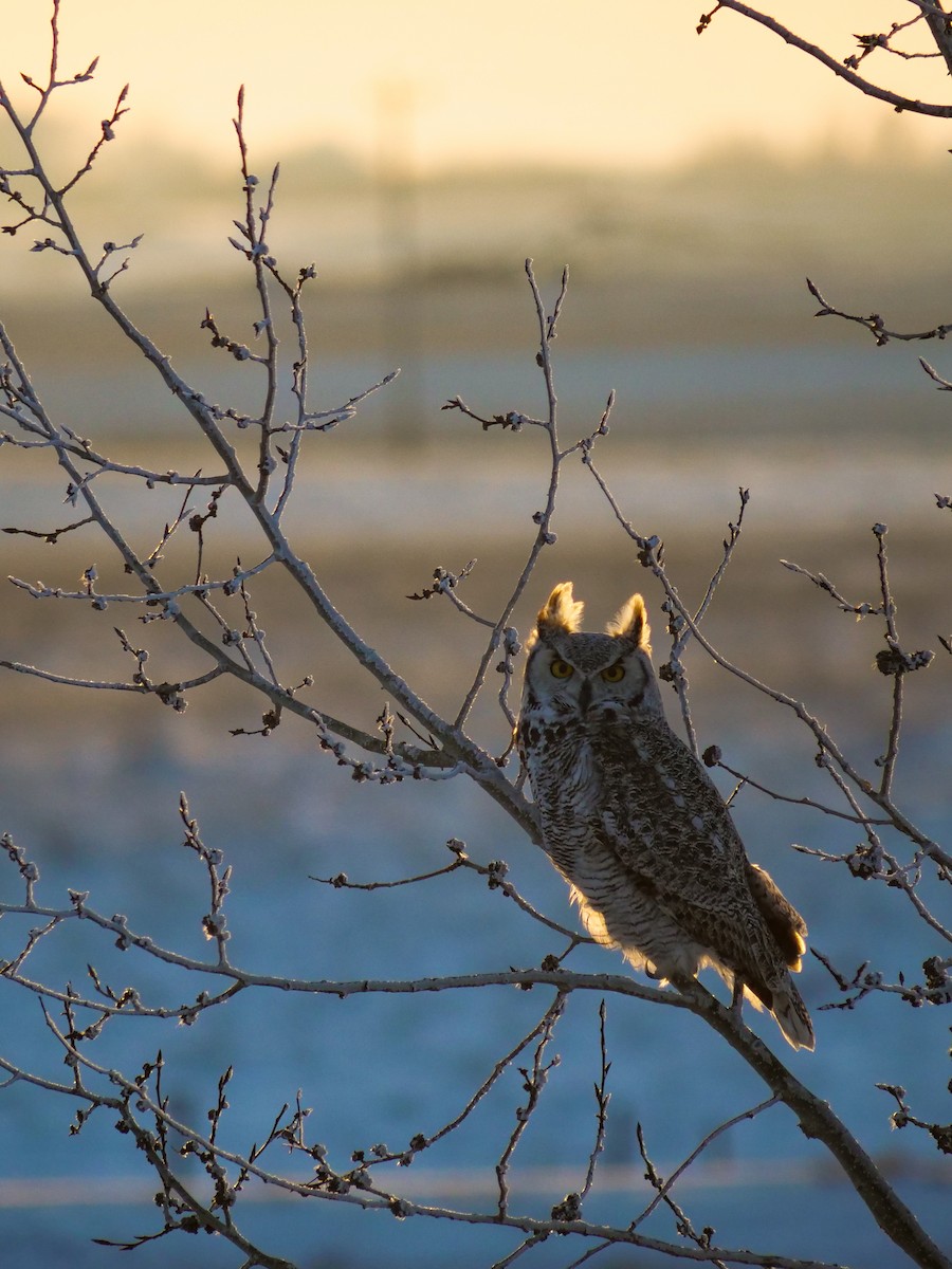 eBird Checklist - 8 Jan 2024 - Medicine Hat - Redcliff - 3 species