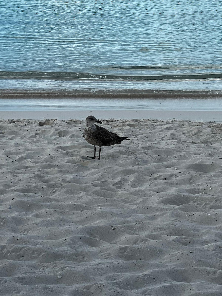 eBird Checklist - 8 Jan 2024 - Marriott Hotel - 1 species