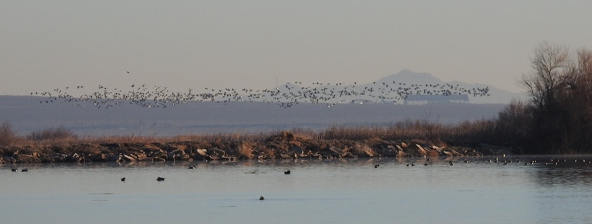eBird Checklist - 8 Jan 2024 - Piute Ponds (permit required) - 68 ...