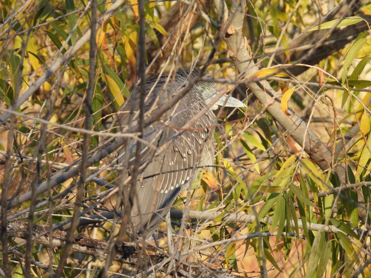 eBird Checklist - 8 Jan 2024 - Riparian Preserve at Gilbert Water Ranch ...