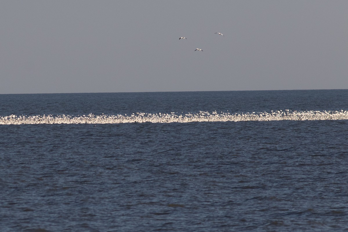 eBird Checklist - 8 Jan 2024 - Prime Hook NWR--Fowler Beach Rd./Fowler ...