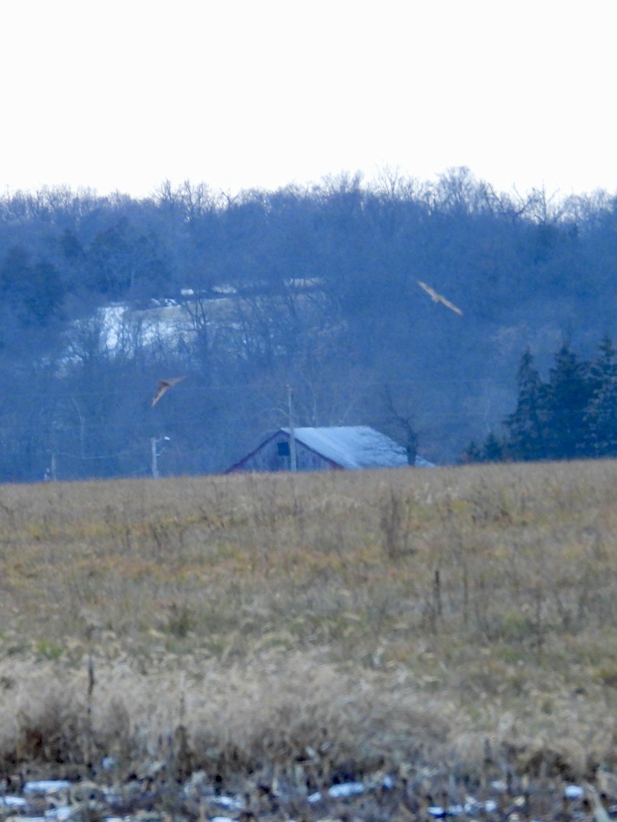 Pennsylvania Bird Atlas Checklist - 8 Jan 2024 - Bigham Rd. - 4 species