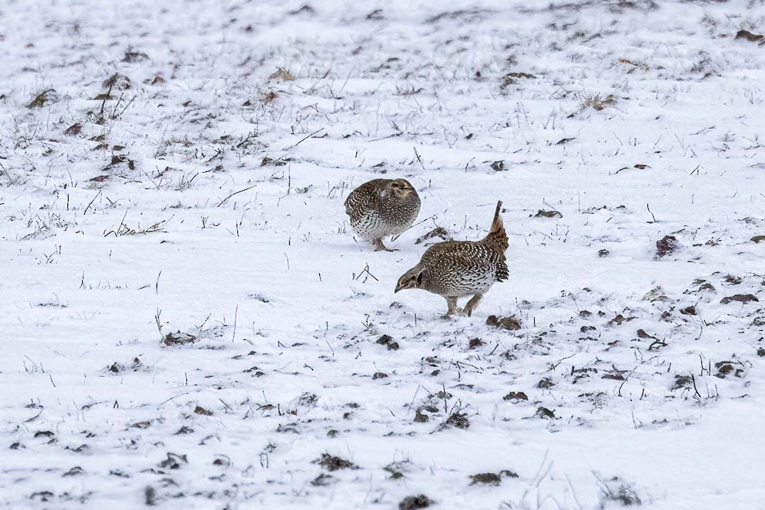 eBird Checklist - 8 Jan 2024 - 5000-5842 Michigan 48, Pickford ...