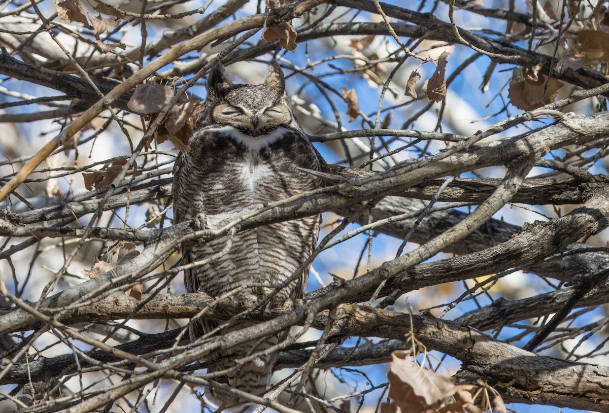 eBird Checklist - 8 Jan 2024 - Big Morongo Canyon Preserve - 23 species