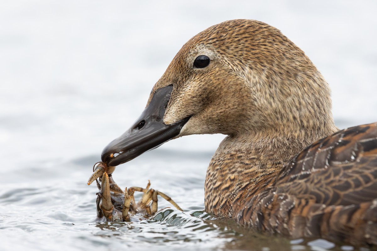 King Eider - Somateria spectabilis - Media Search - Macaulay Library and eBird