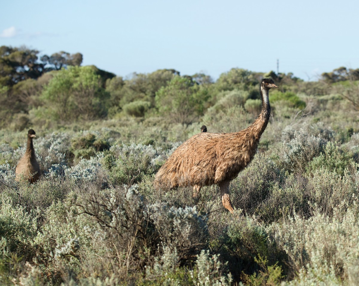 eBird Checklist - 9 Jan 2024 - Whyalla / Iron Knob road - 10 species