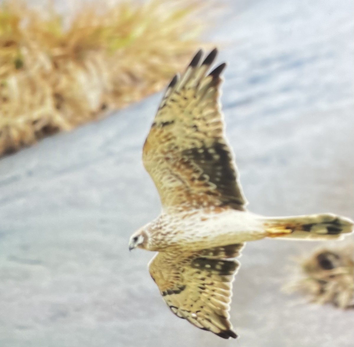 eBird Checklist - 9 Jan 2024 - Eravikulam NP--Rajamala - 17 species