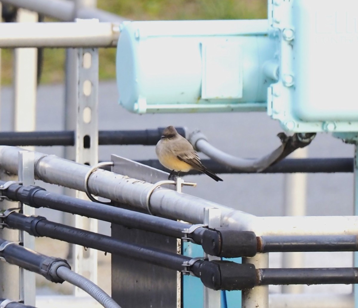 Pennsylvania Bird Atlas Checklist - 8 Jan 2024 - Susquehanna WTP--Washington Boro (restricted ...