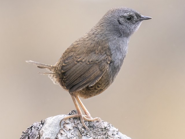 Photos - Puna Tapaculo - Scytalopus simonsi - Birds of the World