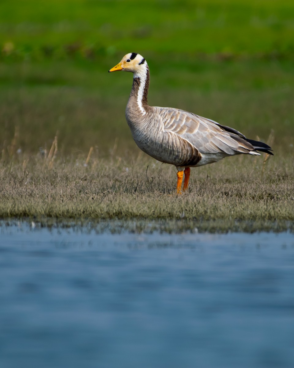 eBird India Checklist - 16 Dec 2023 - Kranti Flamingo Point - 39 species