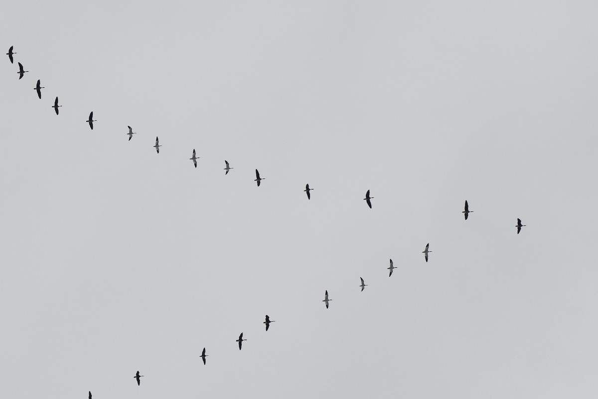 Pennsylvania Bird Atlas Checklist - 8 Jan 2024 - Union Meadows Park ...