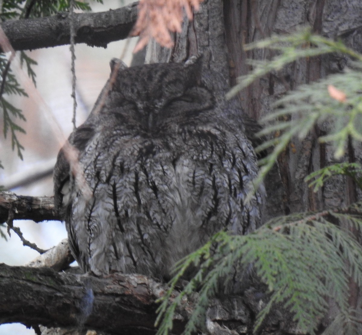 eBird Checklist - 2 Jan 2024 - Kelowna--Sutherland Hills Park - 5 species