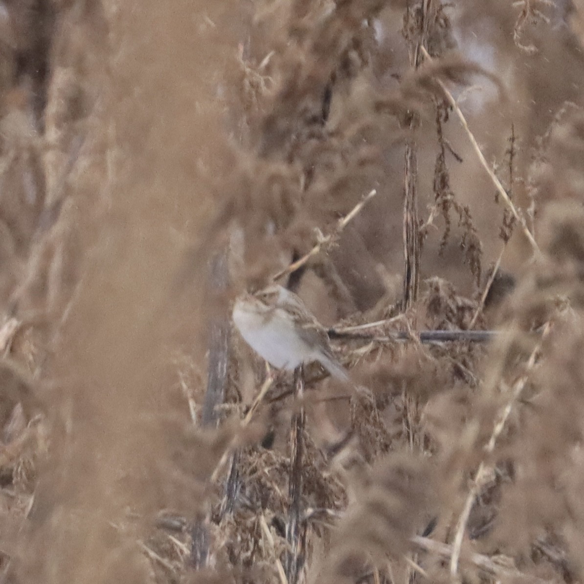 Pennsylvania Bird Atlas Checklist - 9 Jan 2024 - Ash Lane Fields - 17 species