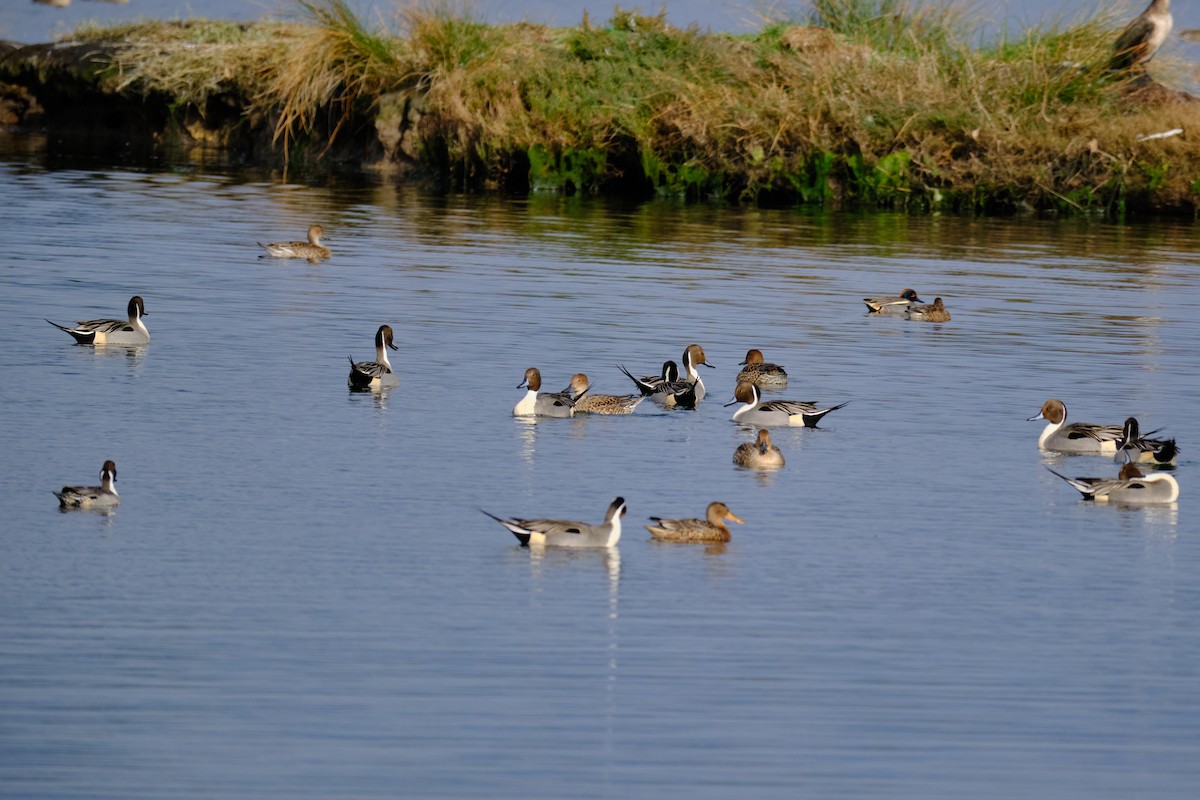 eBird Checklist - 9 Jan 2024 - Marismas de Santoña, Victoria y Joyel ...