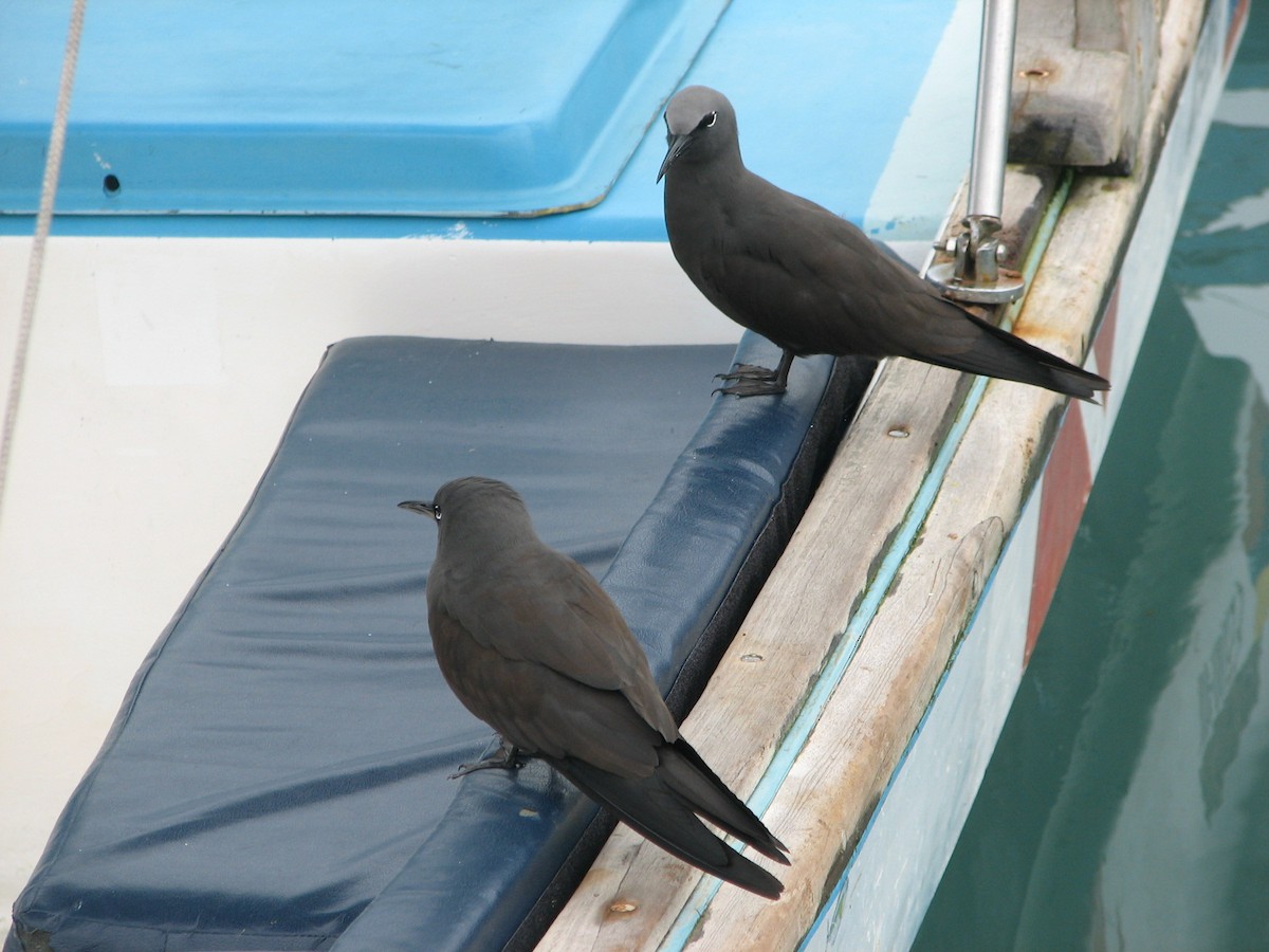 eBird Canada Checklist - 16 Aug 2008 - San Cristóbal--Área general ...