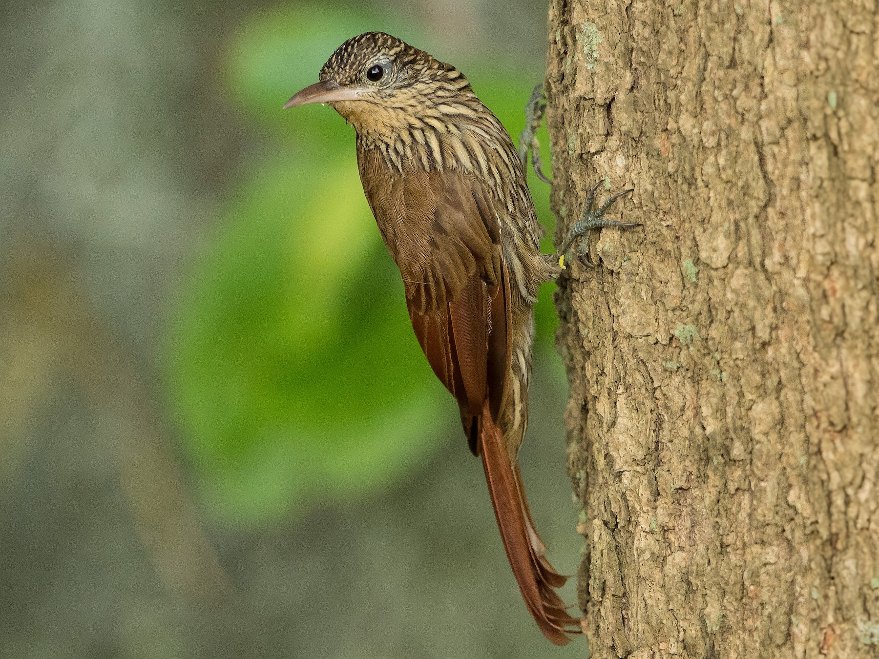 Cocoa Woodcreeper - eBird