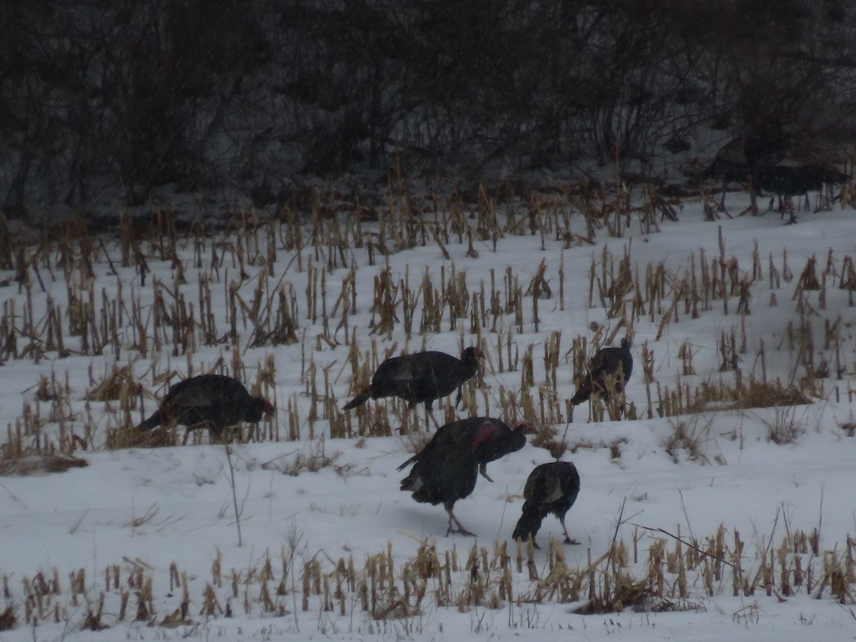 Pennsylvania Bird Atlas Checklist - 9 Jan 2024 - Field on E. Best Rd. - 1 species